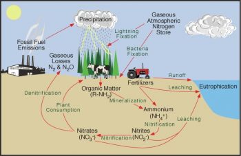 Biogeochemical cycles – The Ecosphere and Environmental Issues