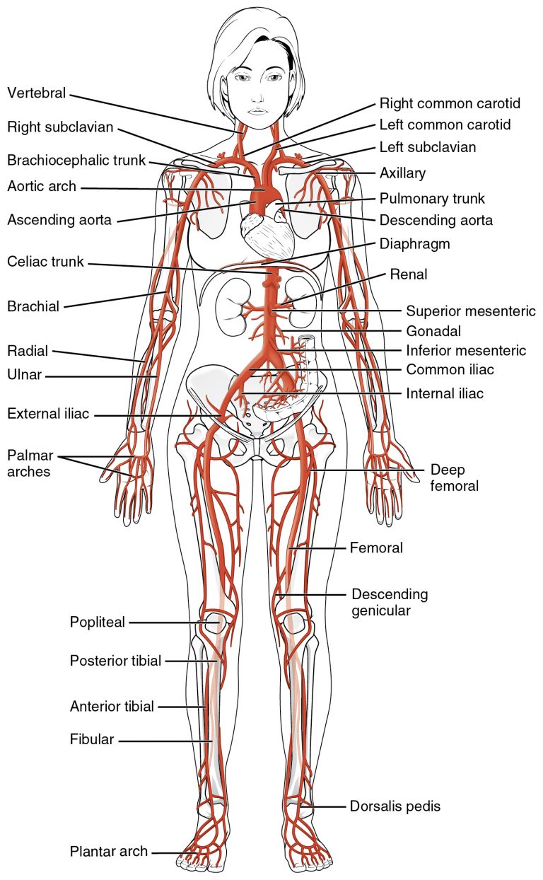 Blood Vessels and Blood – ACC Comprehensive Medical Technology
