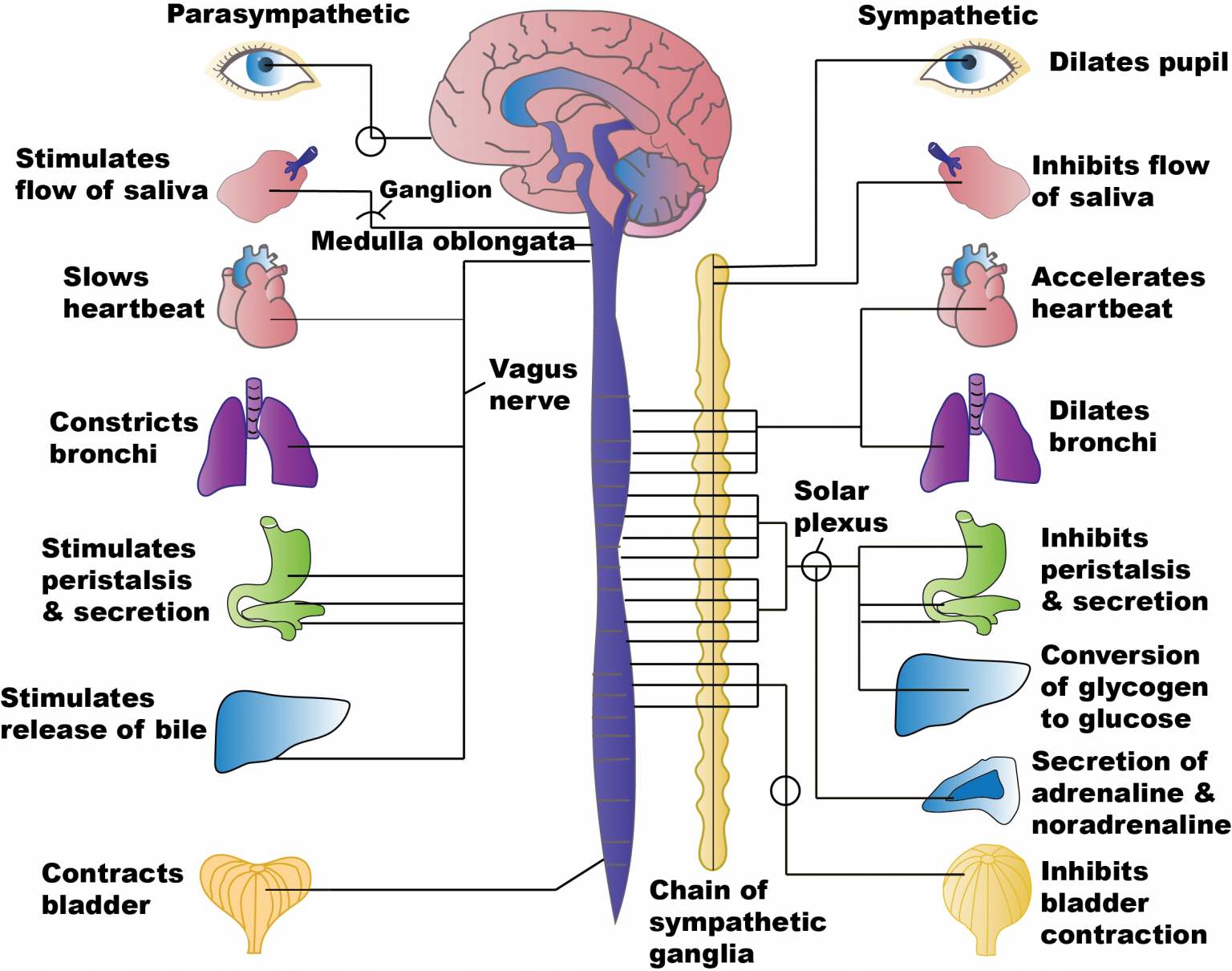 4.2 Basic Concepts of the Autonomic Nervous System – Nursing ...