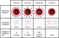 Cardiovascular Levels of Organization – Anatomy & Physiology