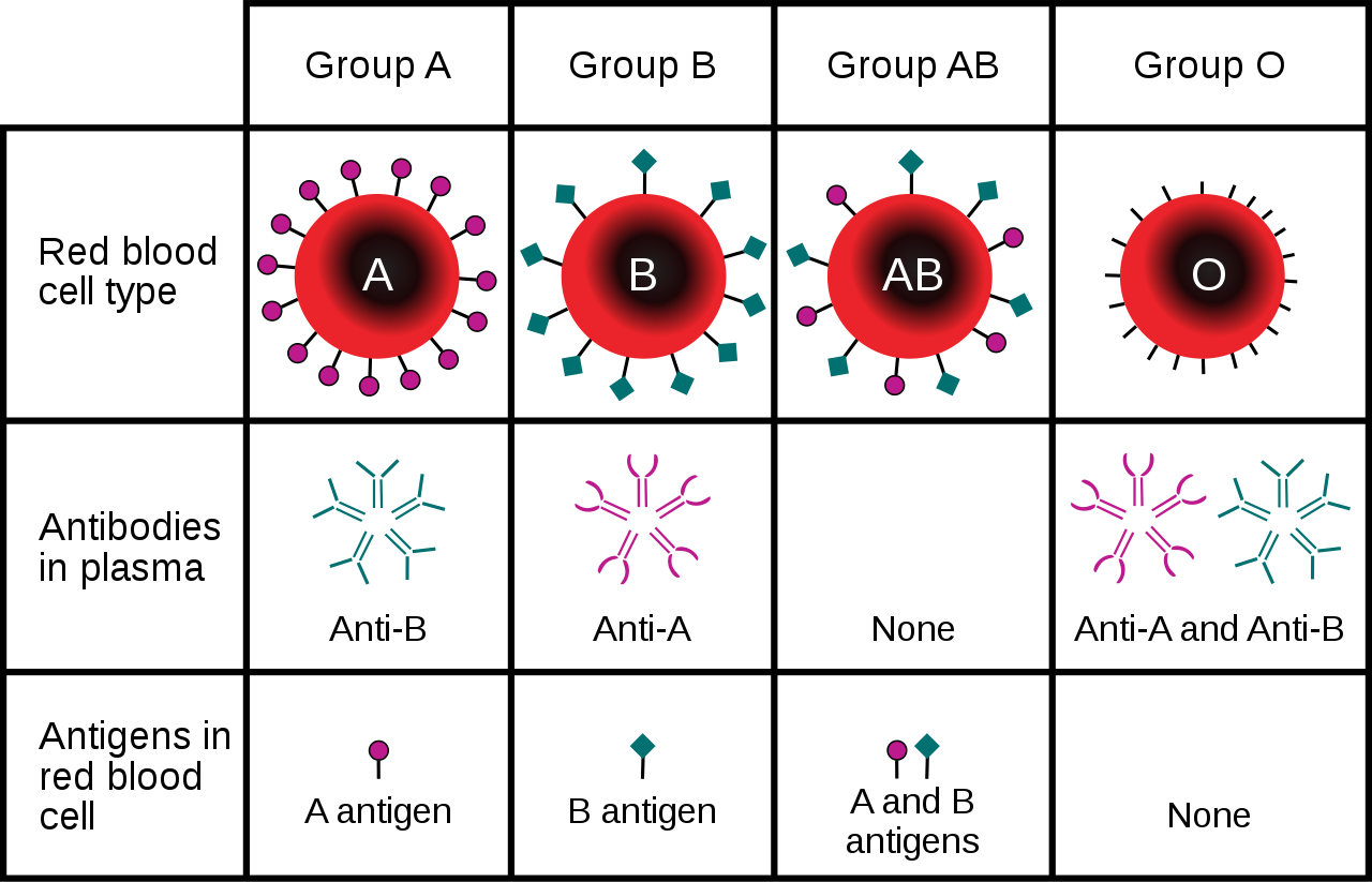 Cardiovascular Levels of Organization – Anatomy & Physiology