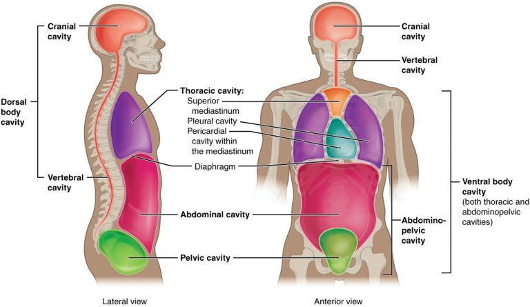 Body Planes and Directional Terms – Anatomy & Physiology