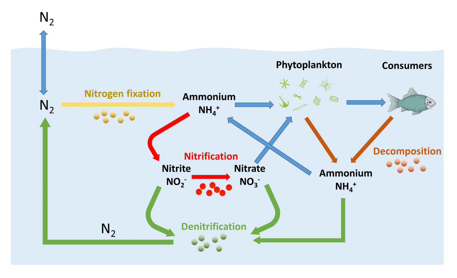 5.6 Nitrogen and Nutrients – PPSC GEY 1155 Introduction to Oceanography
